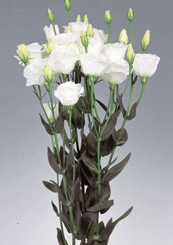 Excalibur 2 Pure White – STIGMA INTERNACIONAL