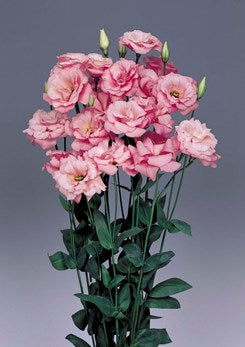 Echo Pink – STIGMA INTERNACIONAL