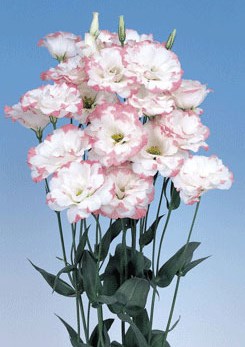 Echo Pink Picotee – STIGMA INTERNACIONAL