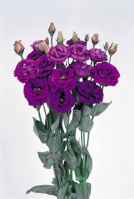 Rosita 2 Purple – STIGMA INTERNACIONAL