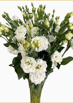 Alissa 3 White – STIGMA INTERNACIONAL