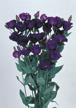 Piccolo 2 Violet – STIGMA INTERNACIONAL