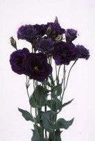 Echo Purple – STIGMA INTERNACIONAL