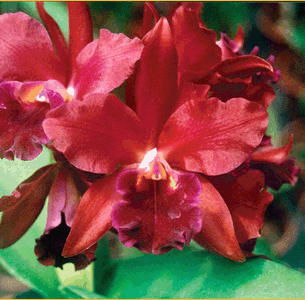 BLC. NOBILES BRUNO BRUNO BIG RED – STIGMA INTERNACIONAL