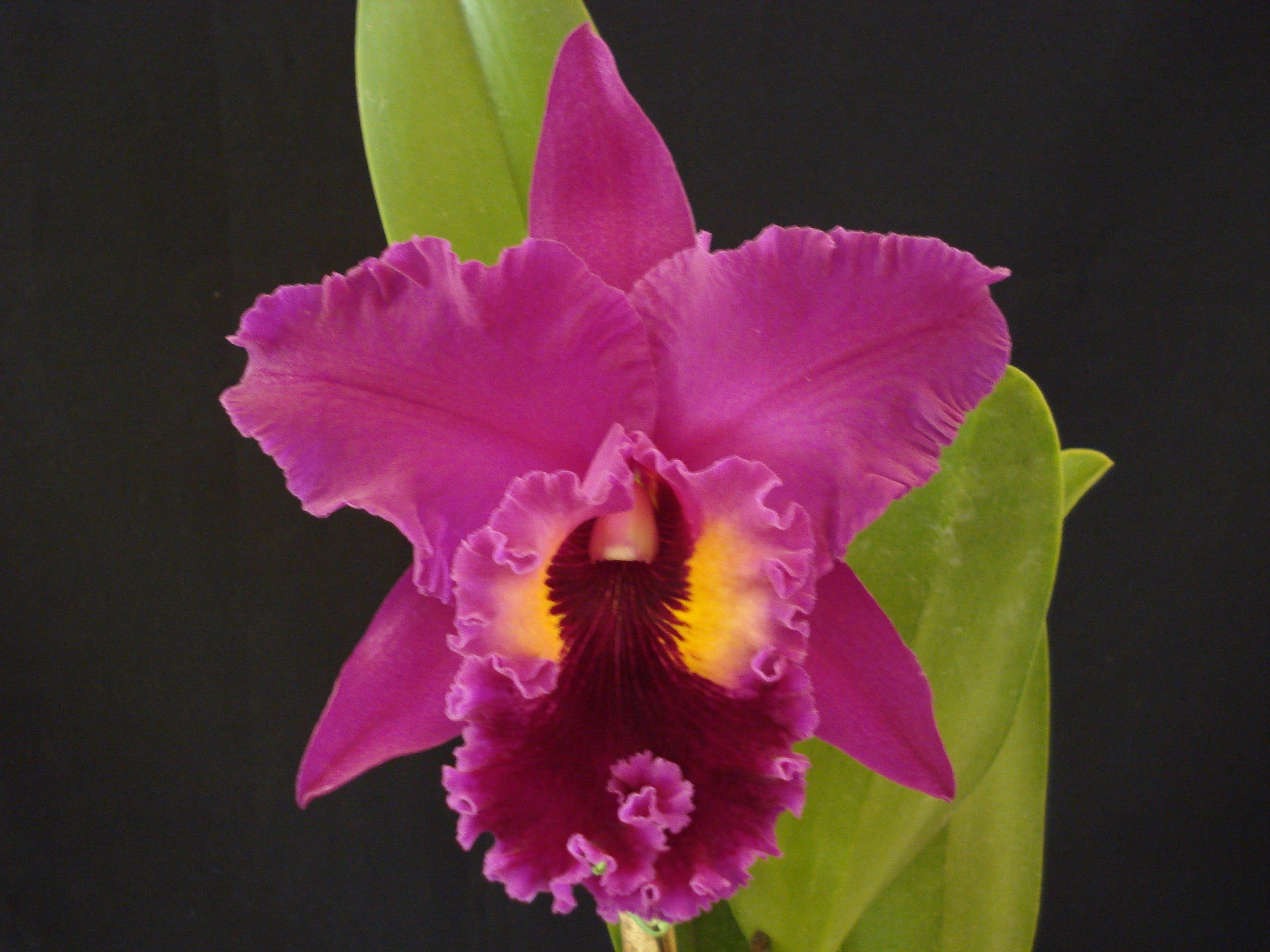 (BLC. PURPLE RUBY X LC. PIRAT KING) ``RED SUN´´ – STIGMA INTERNACIONAL