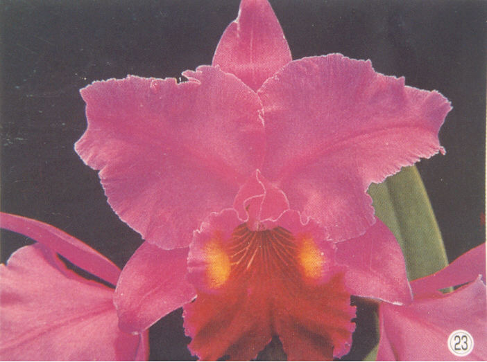 BLC. RAYE HOLMES – STIGMA INTERNACIONAL