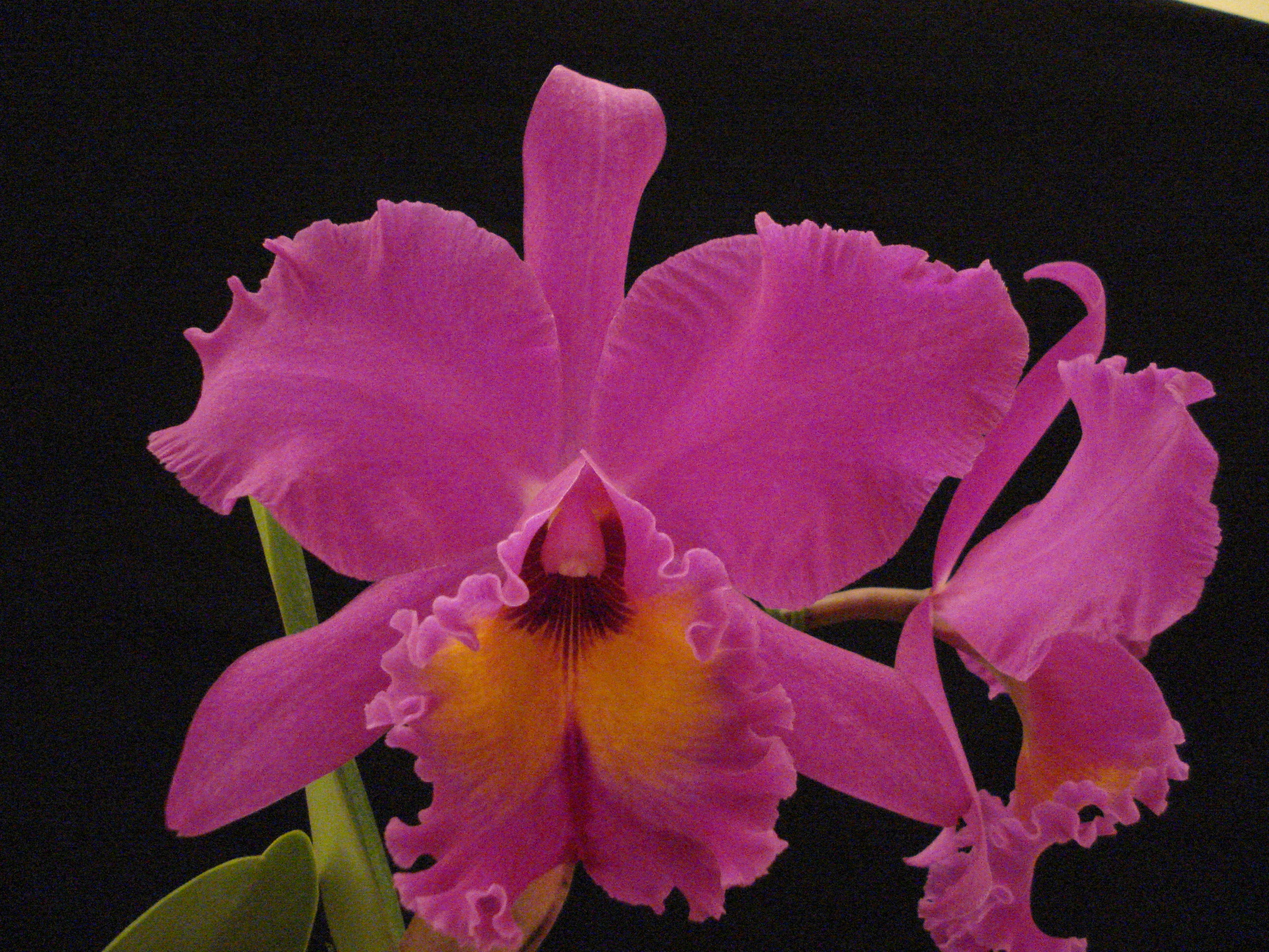 BLC. SUN STAT COLOR CHART RED ROSE – STIGMA INTERNACIONAL