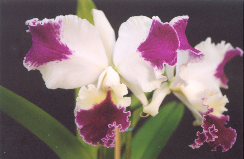 LC. MEM. DR. PENG DEEP – STIGMA INTERNACIONAL