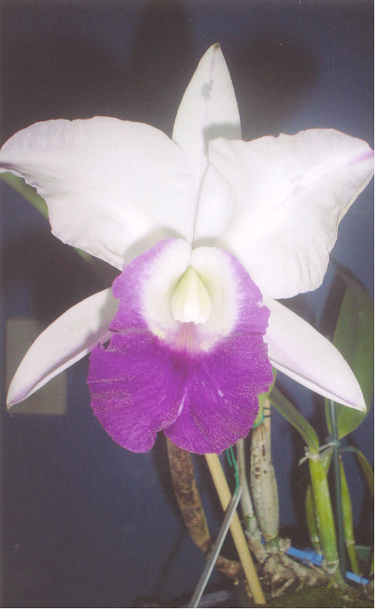 LC. MEM. ROBERT STRAIT BLUE HAWAII – STIGMA INTERNACIONAL