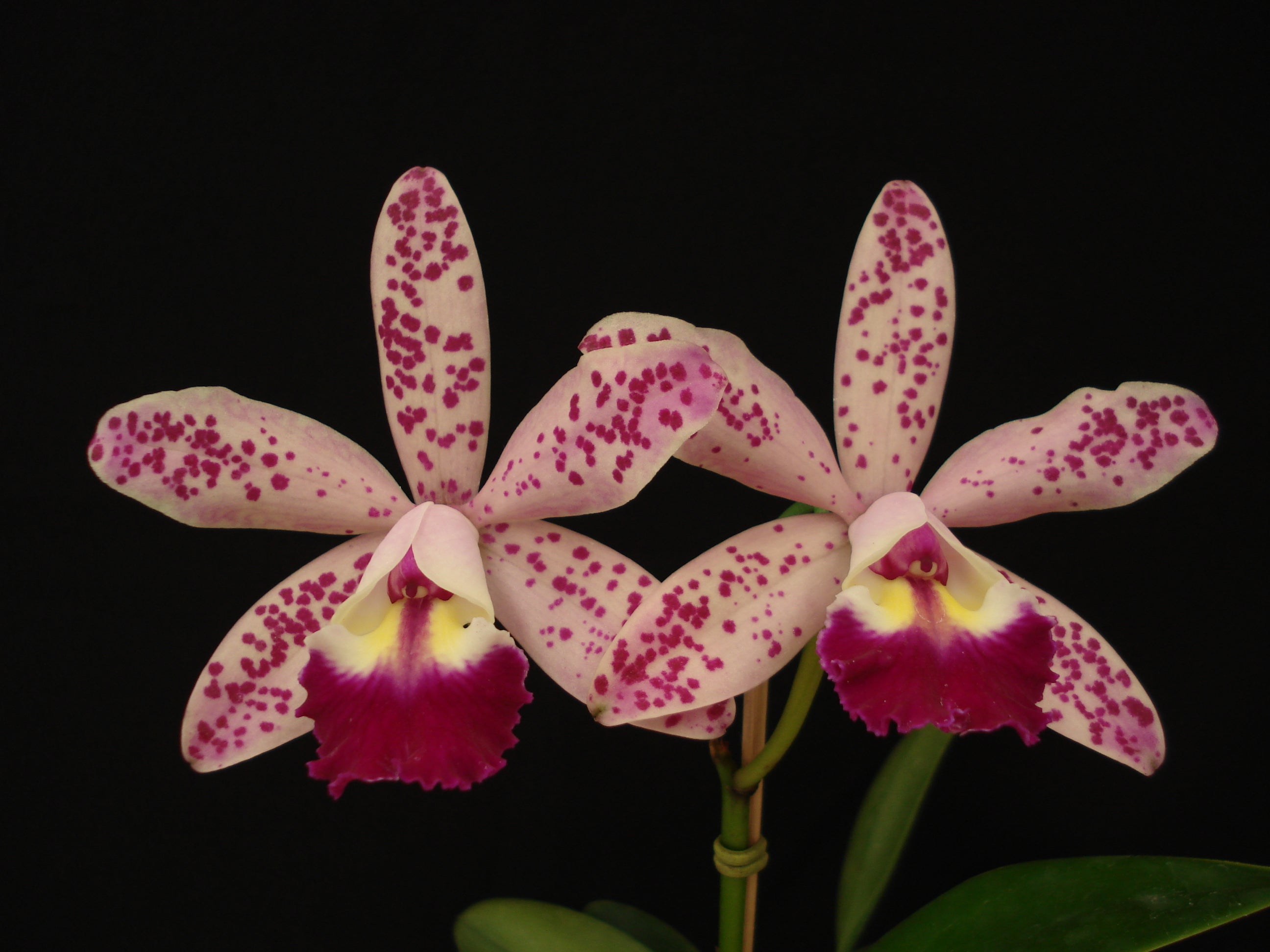 POT. TROPICAL POINTER – STIGMA INTERNACIONAL