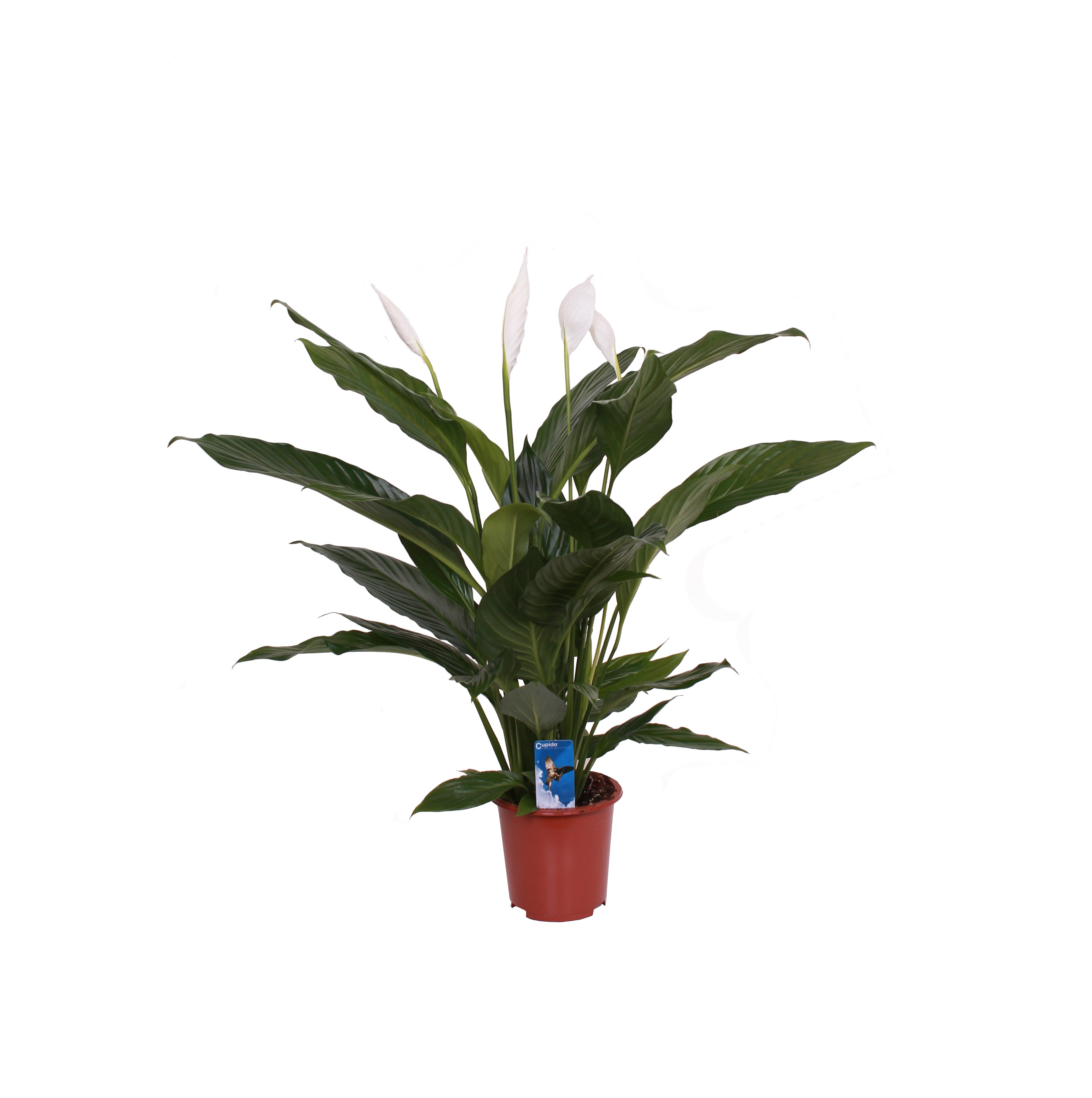 Bingo Cupido™ – STIGMA INTERNACIONAL