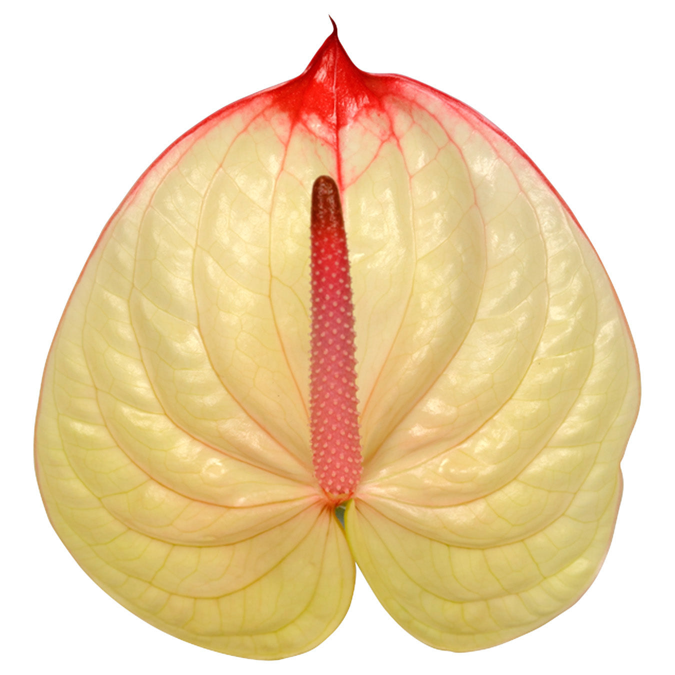 KASEKO – STIGMA INTERNACIONAL